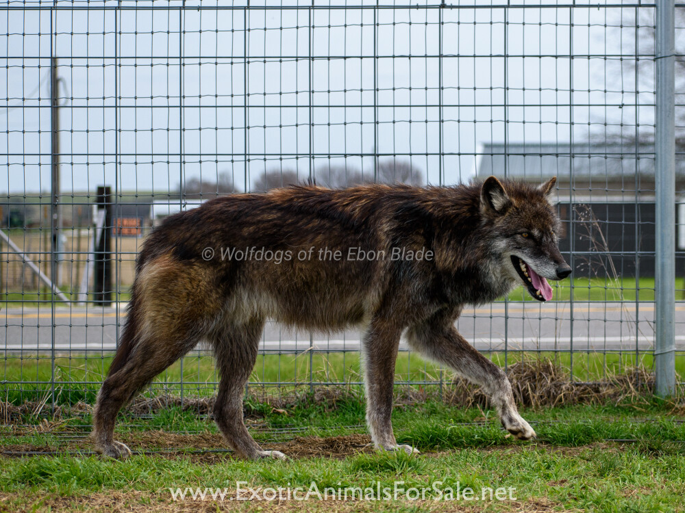 95% High Content Wolfdog Litter - April 2026 - Parents Embarked and OFA ...